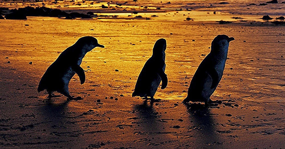 High spending on Phillip Island - micenet