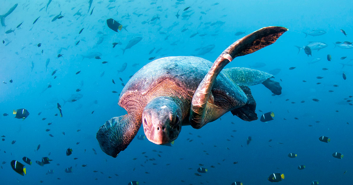 Novotel partners with the WWF - micenet